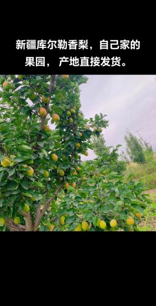 香梨怎么挑选_香梨产地哪里最好-第2张图片-山城妙识 香梨怎么挑选_香梨产地哪里最好-第2张图片-山城妙识