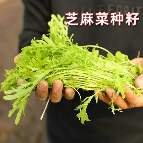 芝麻菜什么时候种_芝麻菜种植月份-第2张图片-山城妙识