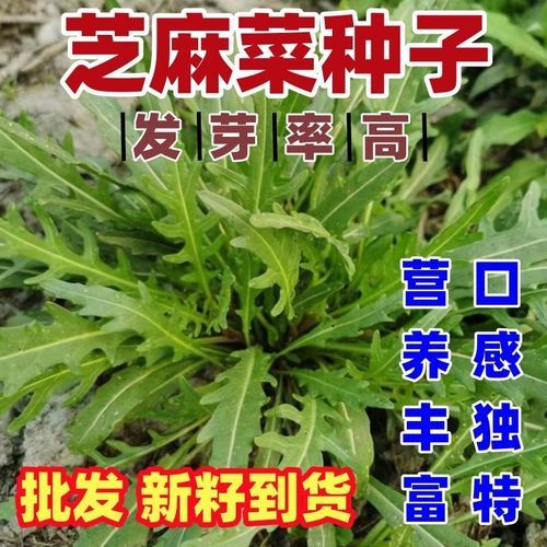 芝麻菜什么时候种_芝麻菜种植月份-第3张图片-山城妙识