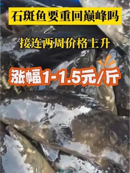 石斑鱼多少钱一斤_石斑鱼价格影响因素-第3张图片-山城妙识