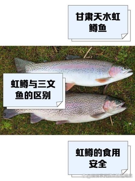 鳟鱼图片大全_鳟鱼品种怎么区分-第2张图片-山城妙识 鳟鱼图片大全_鳟鱼品种怎么区分-第2张图片-山城妙识