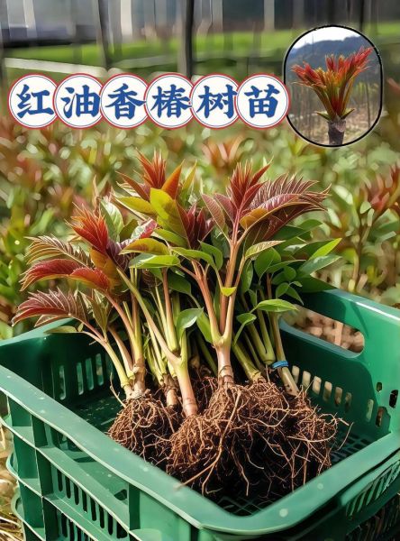 香椿树苗怎么种植_香椿树苗栽培技术-第1张图片-山城妙识