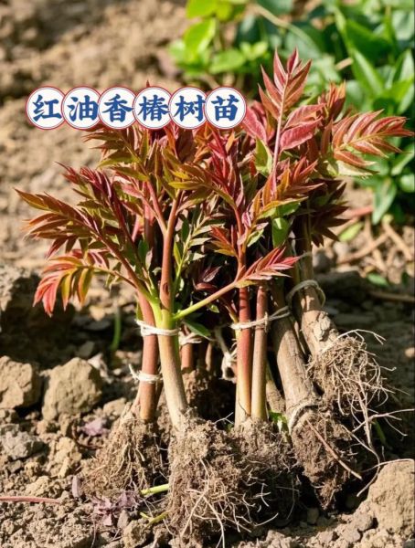 香椿树苗怎么种植_香椿树苗栽培技术-第3张图片-山城妙识