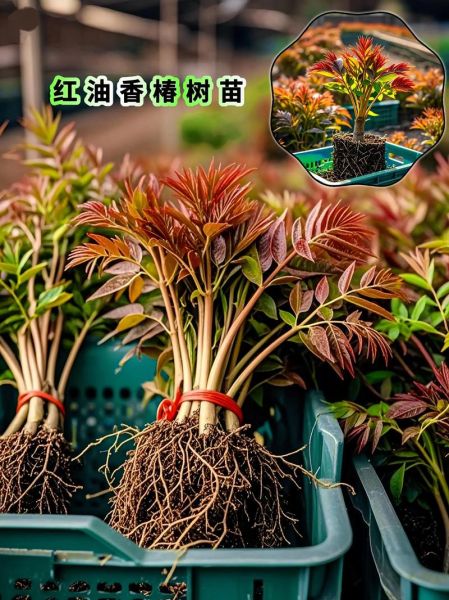 香椿树苗怎么种植_香椿树苗栽培技术-第2张图片-山城妙识