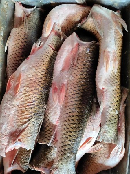 青鱼多少钱一斤市场价2021_2021青鱼价格走势-第3张图片-山城妙识