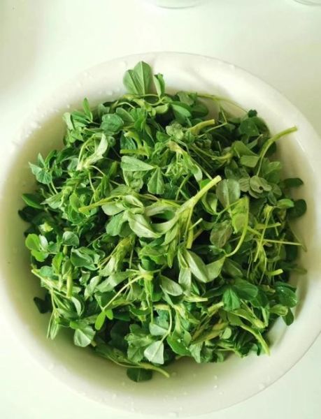 苜蓿怎么读音_苜蓿是什么意思-第3张图片-山城妙识