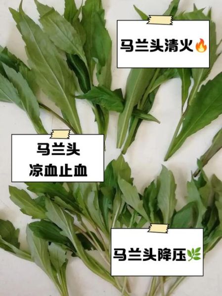 马兰头根的功效与作用_马兰头根怎么吃最好-第1张图片-山城妙识 马兰头根的功效与作用_马兰头根怎么吃最好-第1张图片-山城妙识