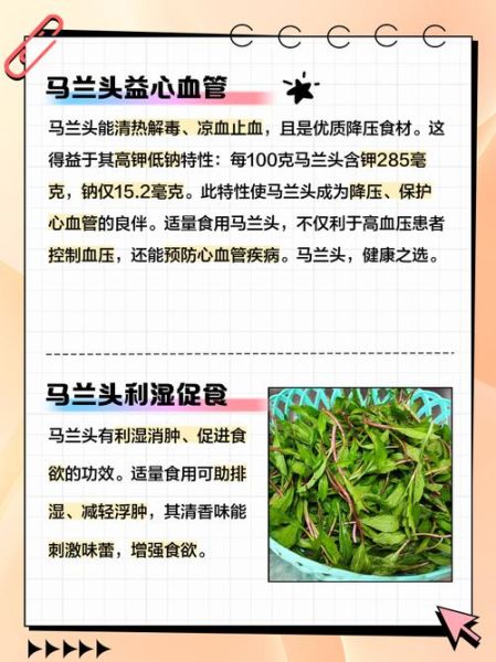 马兰头根的功效与作用_马兰头根怎么吃最好-第2张图片-山城妙识 马兰头根的功效与作用_马兰头根怎么吃最好-第2张图片-山城妙识