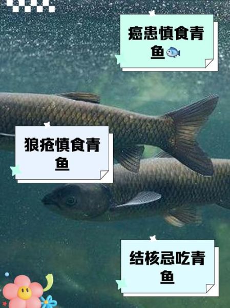 青鱼什么人不能吃_青鱼禁忌人群有哪些-第1张图片-山城妙识 青鱼什么人不能吃_青鱼禁忌人群有哪些-第1张图片-山城妙识