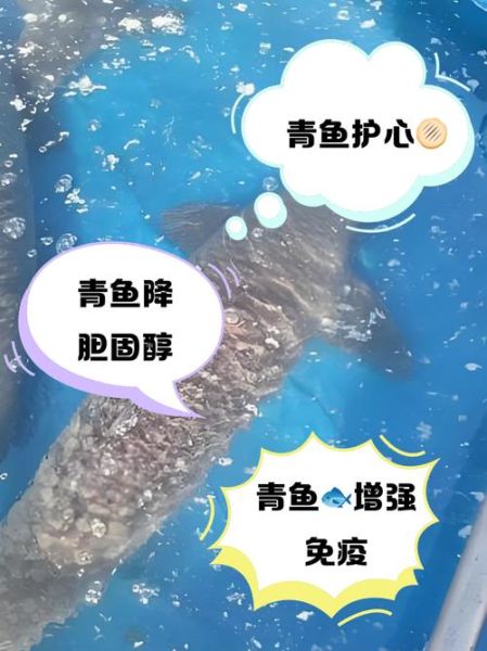 青鱼什么人不能吃_青鱼禁忌人群有哪些-第3张图片-山城妙识 青鱼什么人不能吃_青鱼禁忌人群有哪些-第3张图片-山城妙识