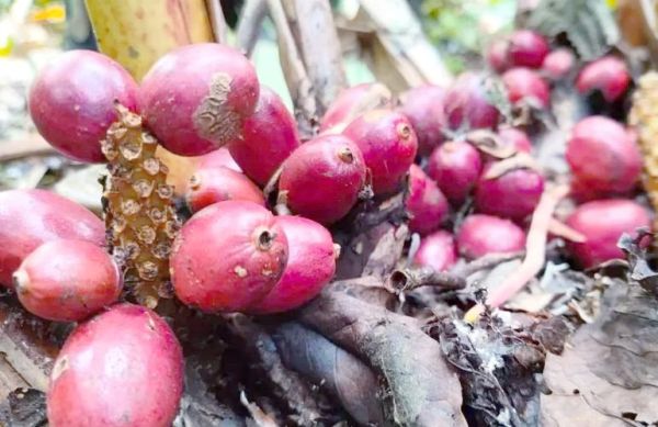 香果在卤水中的作用_香果与草果区别-第1张图片-山城妙识