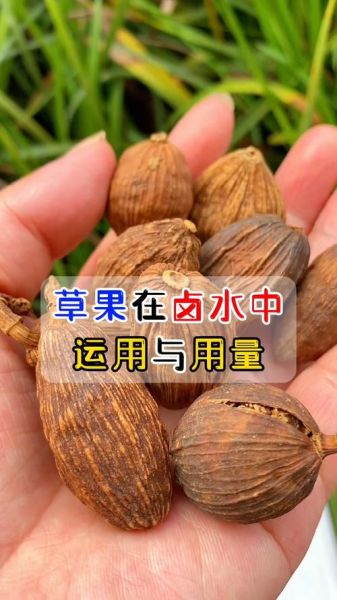 香果在卤水中的作用_香果与草果区别-第3张图片-山城妙识