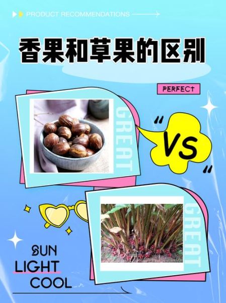 香果在卤水中的作用_香果与草果区别-第2张图片-山城妙识