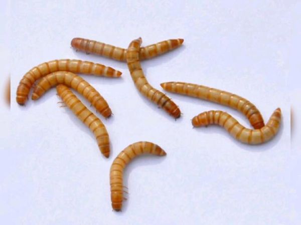 黄粉虫养殖利润怎么样_黄粉虫养殖成本与利润分析-第3张图片-山城妙识