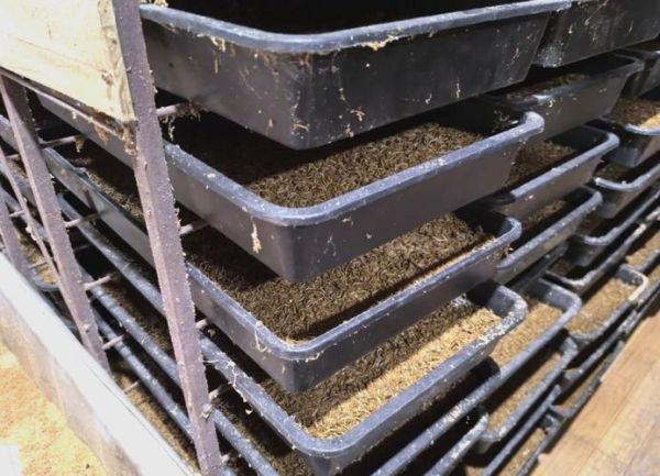 黄粉虫养殖利润怎么样_黄粉虫养殖成本与利润分析-第2张图片-山城妙识