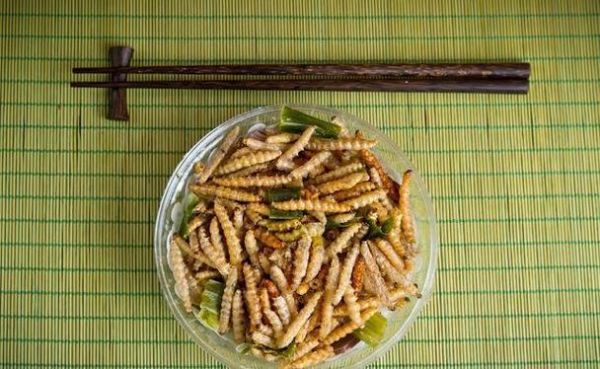 黄粉虫养殖利润怎么样_黄粉虫养殖成本与利润分析-第1张图片-山城妙识