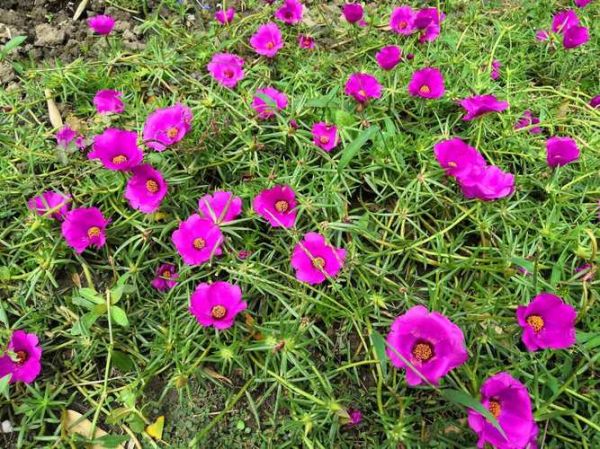 马齿苋花图片怎么拍_马齿苋花长什么样-第2张图片-山城妙识