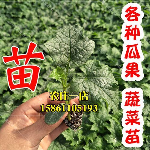 草莓芭乐丝瓜小猪_站长统计怎么用-第2张图片-山城妙识