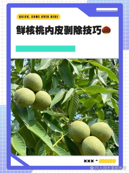 鲜核桃怎么去皮快_鲜核桃去皮最快方法-第2张图片-山城妙识