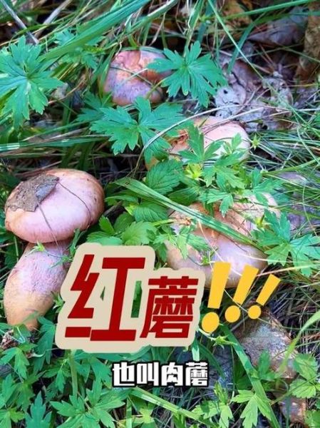 东北红蘑菇多少钱一斤_东北红蘑菇怎么做好吃-第3张图片-山城妙识