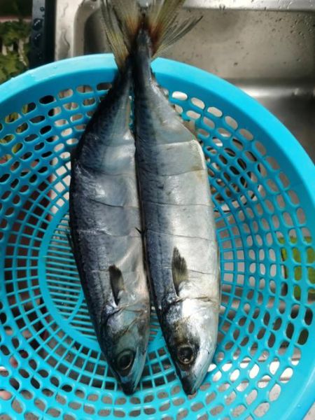 青川鱼图片_哪里能看到高清青川鱼照片-第1张图片-山城妙识