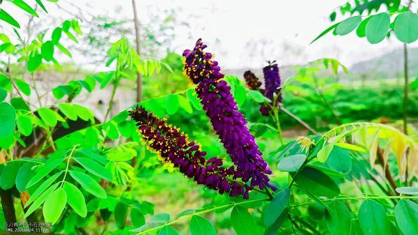 紫穗槐图片大全_紫穗槐长什么样-第3张图片-山城妙识 紫穗槐图片大全_紫穗槐长什么样-第3张图片-山城妙识