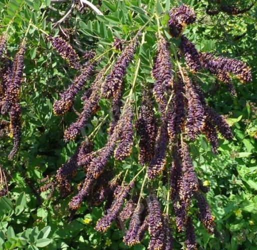 紫穗槐图片大全_紫穗槐长什么样-第1张图片-山城妙识 紫穗槐图片大全_紫穗槐长什么样-第1张图片-山城妙识