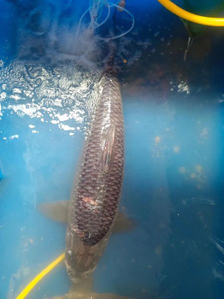 青川鱼图片_哪里能看到高清青川鱼照片-第2张图片-山城妙识