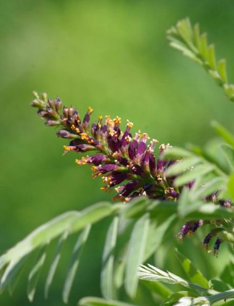 紫穗槐图片大全_紫穗槐长什么样-第2张图片-山城妙识 紫穗槐图片大全_紫穗槐长什么样-第2张图片-山城妙识