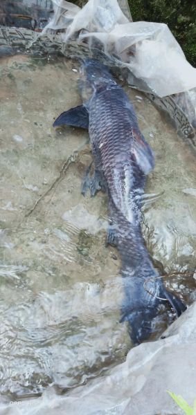 青川鱼图片_哪里能看到高清青川鱼照片-第3张图片-山城妙识