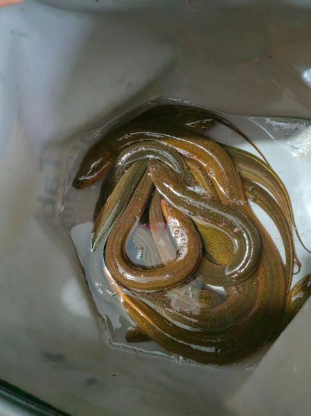 野生鳝鱼的营养价值_野生鳝鱼怎么吃最补-第1张图片-山城妙识