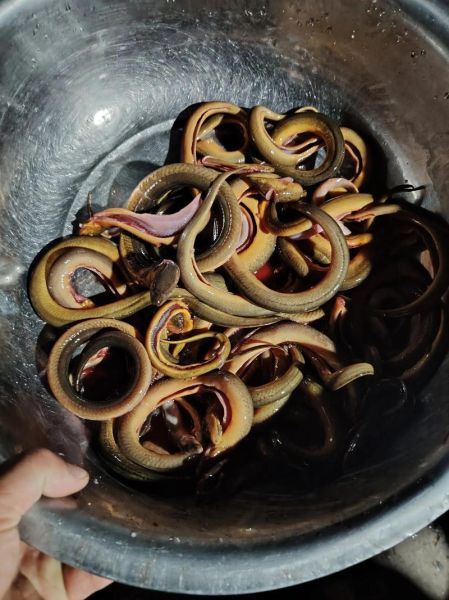 野生鳝鱼的营养价值_野生鳝鱼怎么吃最补-第2张图片-山城妙识