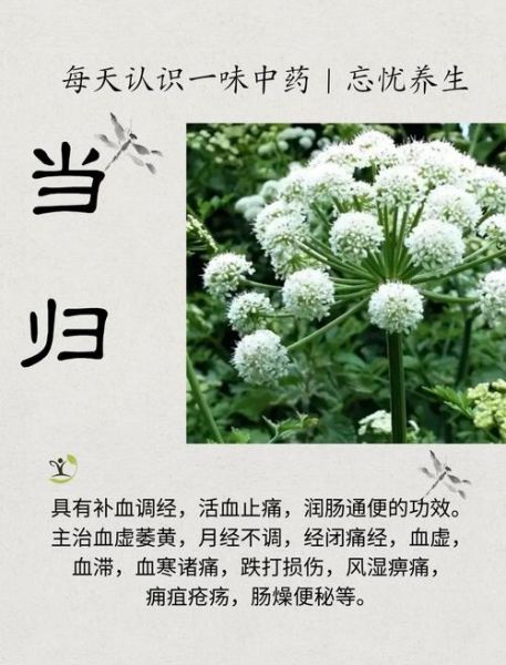 当归花语是什么_当归花语寓意及传说-第1张图片-山城妙识 当归花语是什么_当归花语寓意及传说-第1张图片-山城妙识