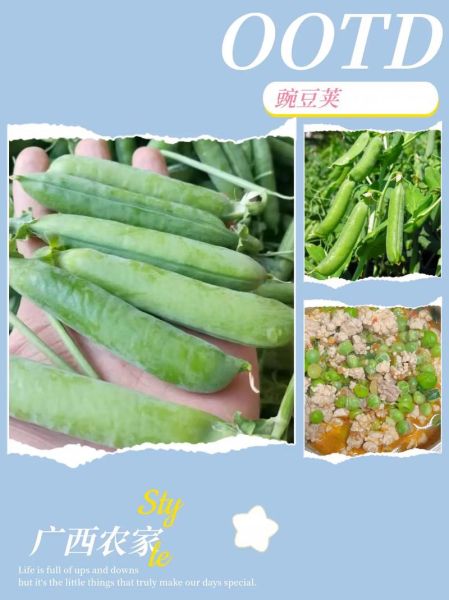 豌豆荚app下载安装_豌豆荚安全吗-第2张图片-山城妙识