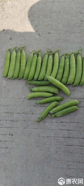 豌豆荚app下载安装_豌豆荚安全吗-第3张图片-山城妙识