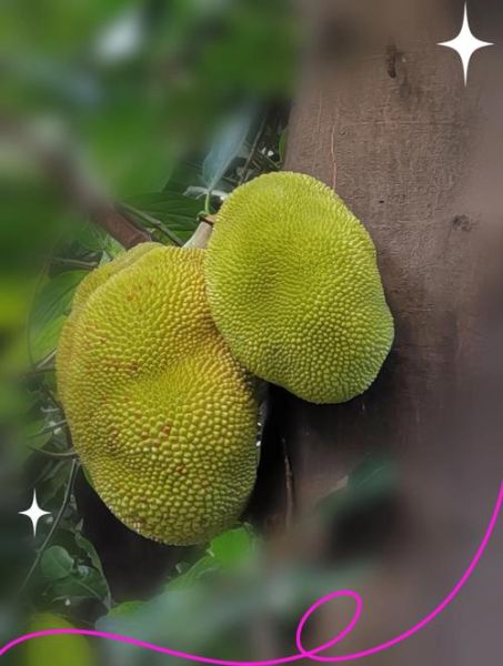 菠萝菠萝蜜4k超清_哪里能免费看-第2张图片-山城妙识