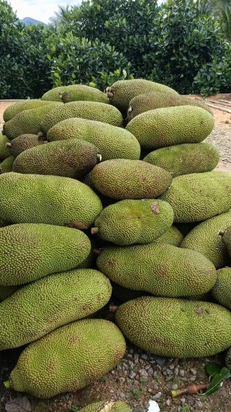 菠萝菠萝蜜4k超清_哪里能免费看-第3张图片-山城妙识