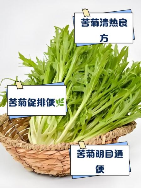 苦菊生吃有毒吗_苦菊生吃安全吗-第3张图片-山城妙识