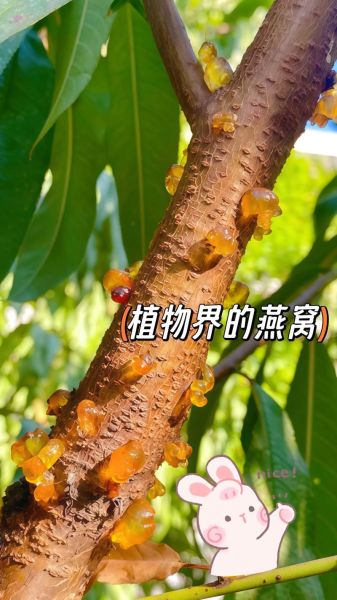 桃胶多少钱一斤_为什么桃胶价格高达400到500元-第3张图片-山城妙识