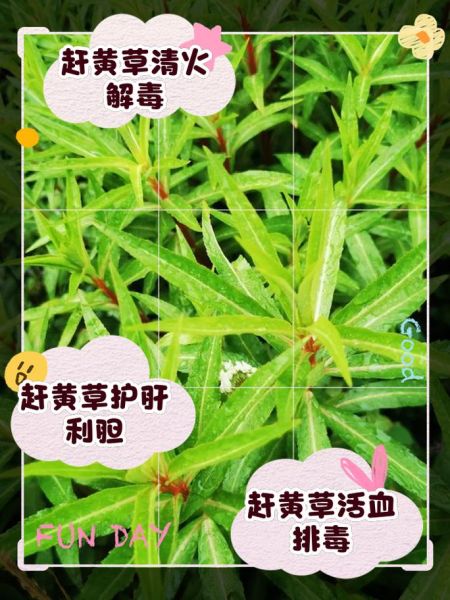 赶黄草的功效与作用_赶黄草可以长期喝吗-第1张图片-山城妙识