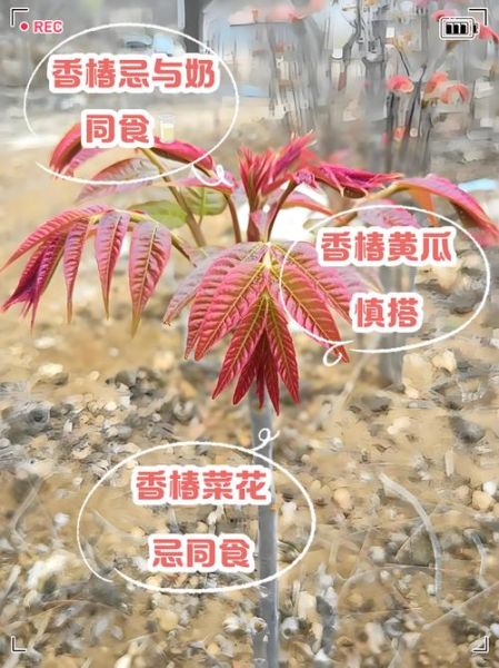 香椿的功效与禁忌_哪些人不能吃-第2张图片-山城妙识