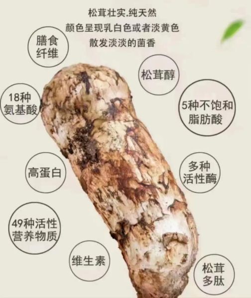吃松茸的禁忌有哪些_松茸不能和什么一起吃-第1张图片-山城妙识