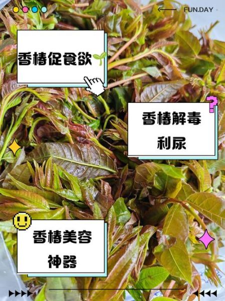 香椿的功效与禁忌_哪些人不能吃-第3张图片-山城妙识