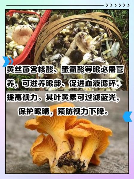 黄丝菌多少钱一斤_黄丝菌价格行情-第2张图片-山城妙识 黄丝菌多少钱一斤_黄丝菌价格行情-第2张图片-山城妙识