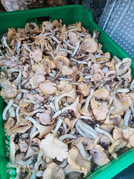 黄丝菌多少钱一斤_黄丝菌价格行情-第3张图片-山城妙识 黄丝菌多少钱一斤_黄丝菌价格行情-第3张图片-山城妙识