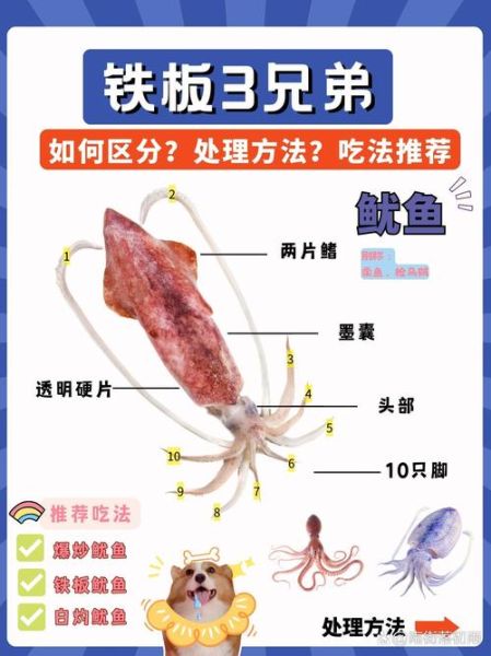 鱿鱼内部器官图解_鱿鱼内脏能吃吗-第1张图片-山城妙识