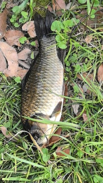 野生鲫鱼一年能长多大_野生鲫鱼生长速度-第1张图片-山城妙识