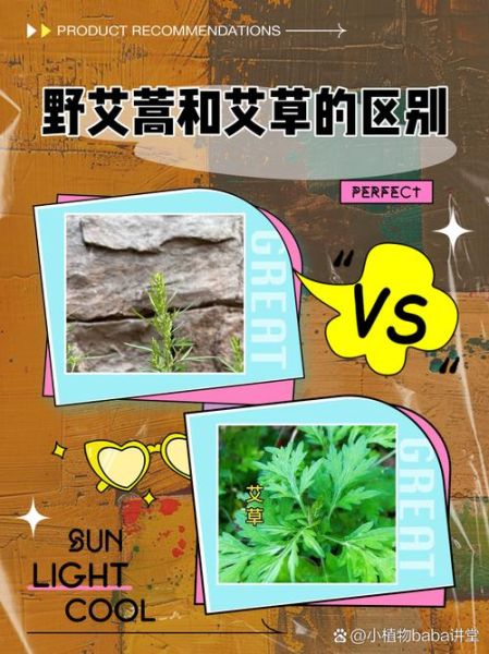 野艾蒿能吃吗_野艾蒿和艾草的区别-第1张图片-山城妙识 野艾蒿能吃吗_野艾蒿和艾草的区别-第1张图片-山城妙识
