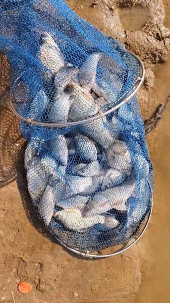 野生鲫鱼一年能长多大_野生鲫鱼生长速度-第2张图片-山城妙识