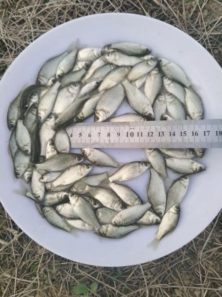 野生鲫鱼一年能长多大_野生鲫鱼生长速度-第3张图片-山城妙识